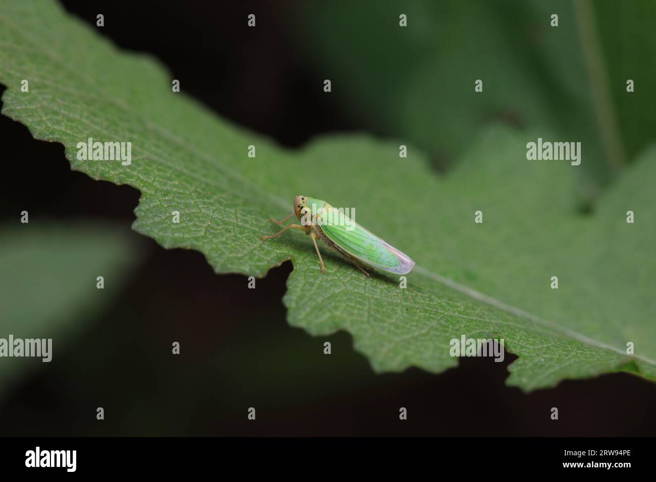 Leaf cicada on wild plants, North China Stock Photo - Alamy