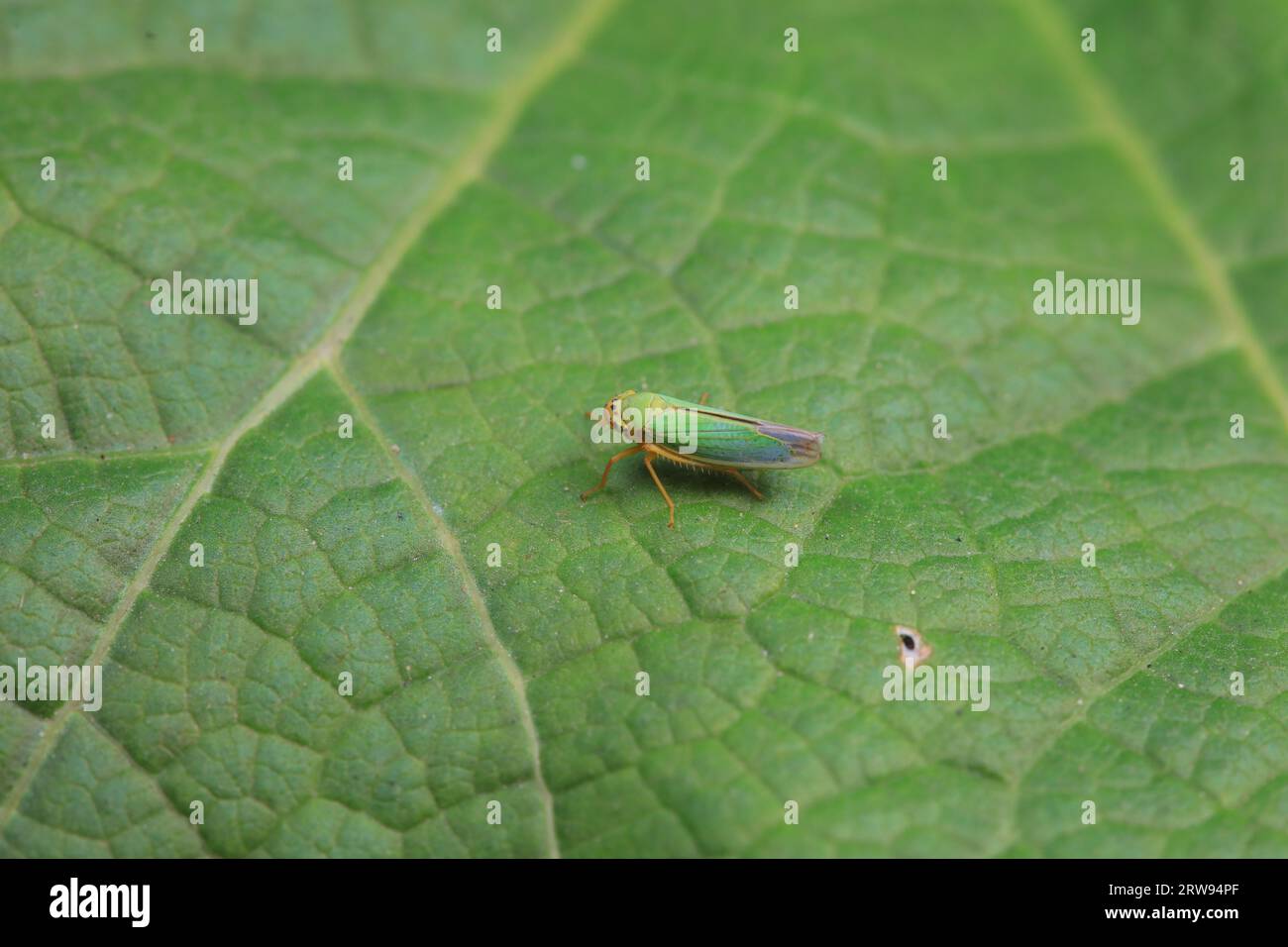 Leaf cicada on wild plants, North China Stock Photo - Alamy