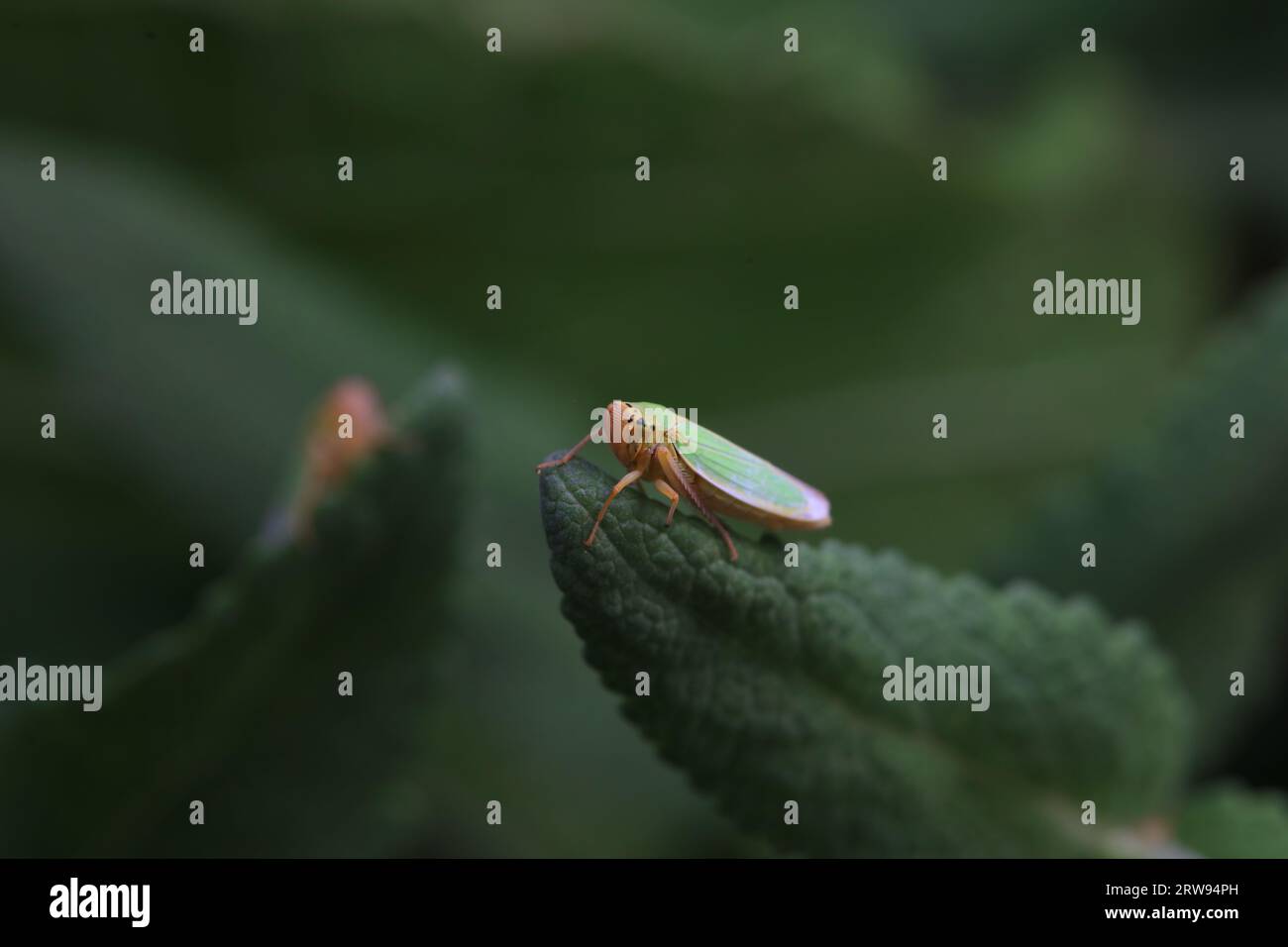 Leaf cicada on wild plants, North China Stock Photo - Alamy