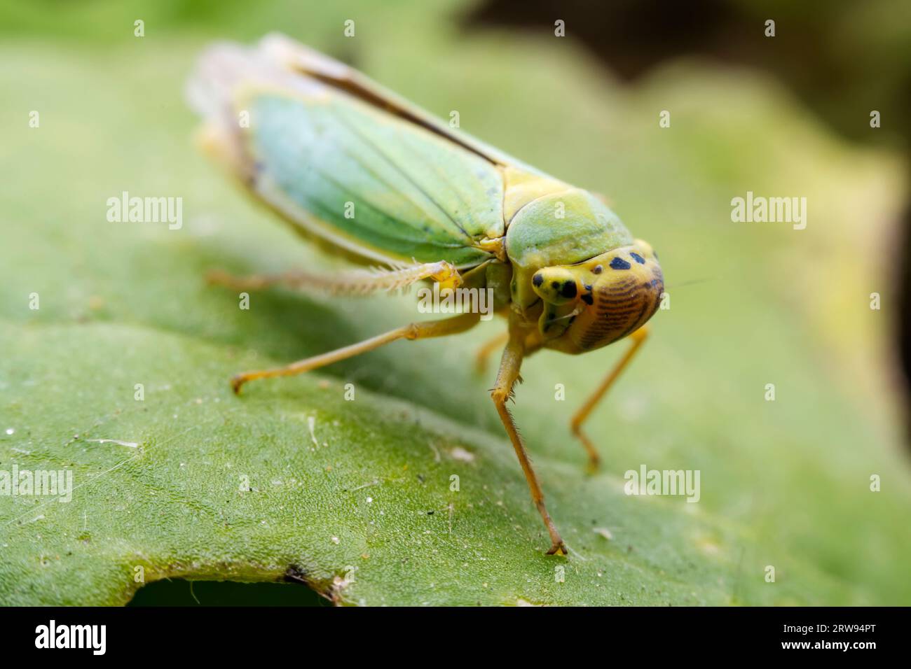 Leaf cicada on wild plants, North China Stock Photo - Alamy