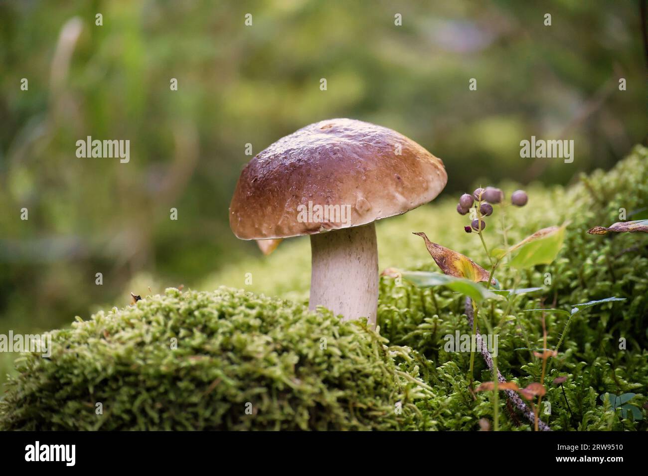 Penny Bun or Boletus edulis, Cep mushroom growing in the woods ...