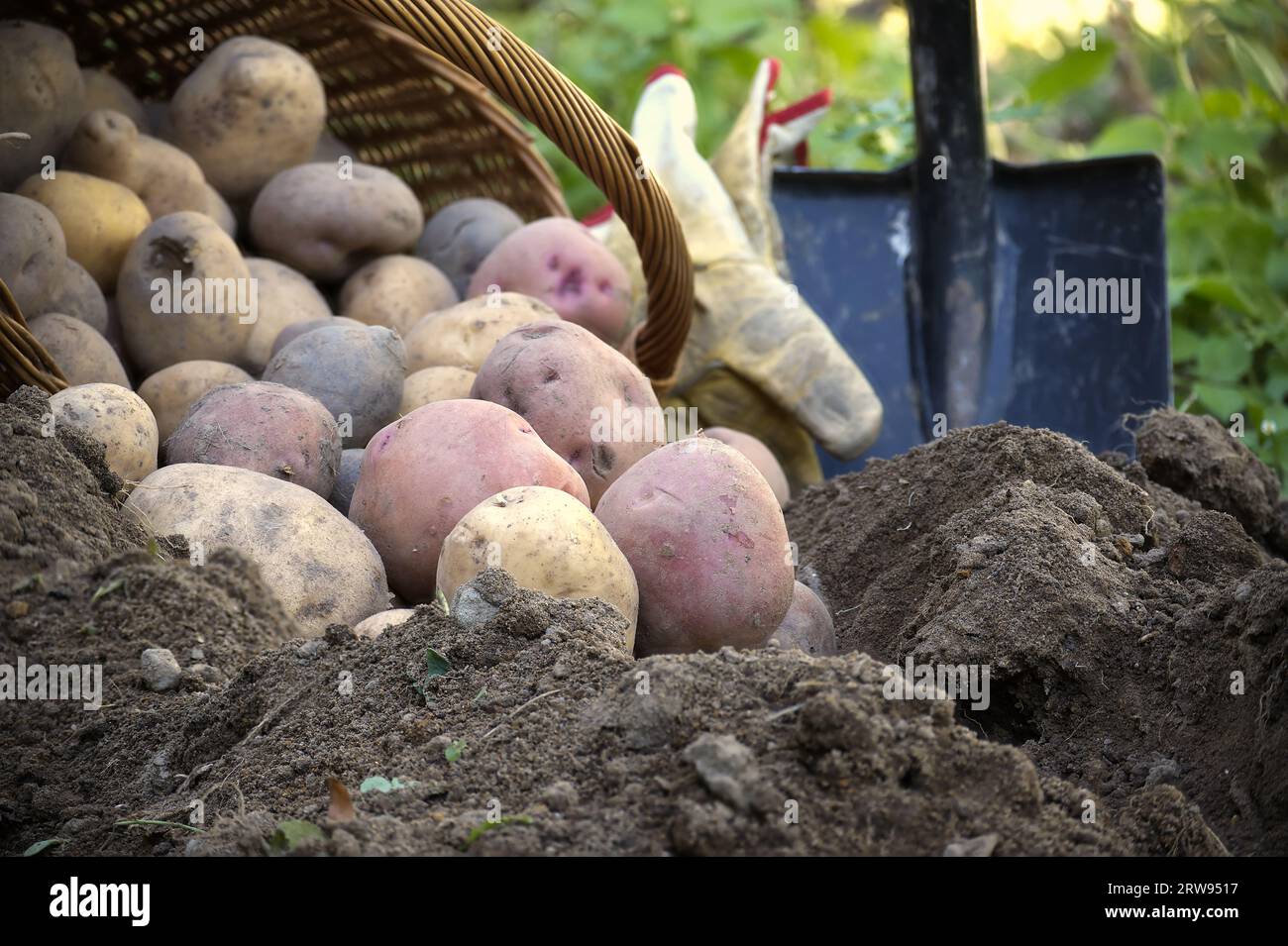 Freshly dug multi-colored potatoes spill out of a wicker basket next to ...