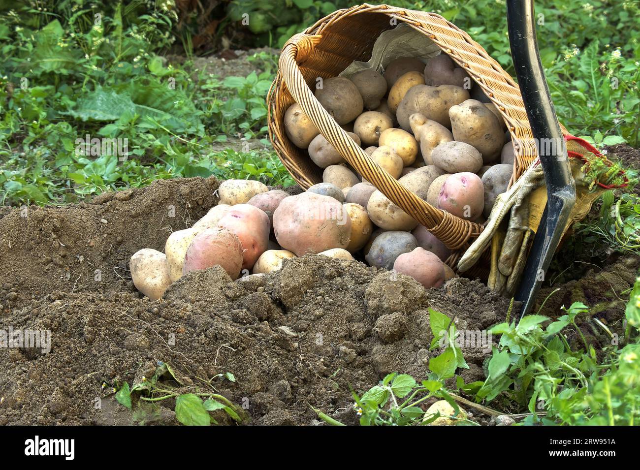 Freshly dug multi-colored potatoes vary in size and color are covered ...