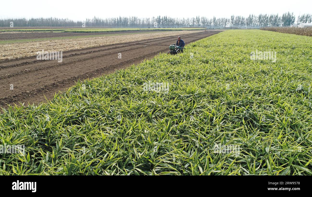 Farmers drive agricultural machinery to harvest ginger on the farm ...