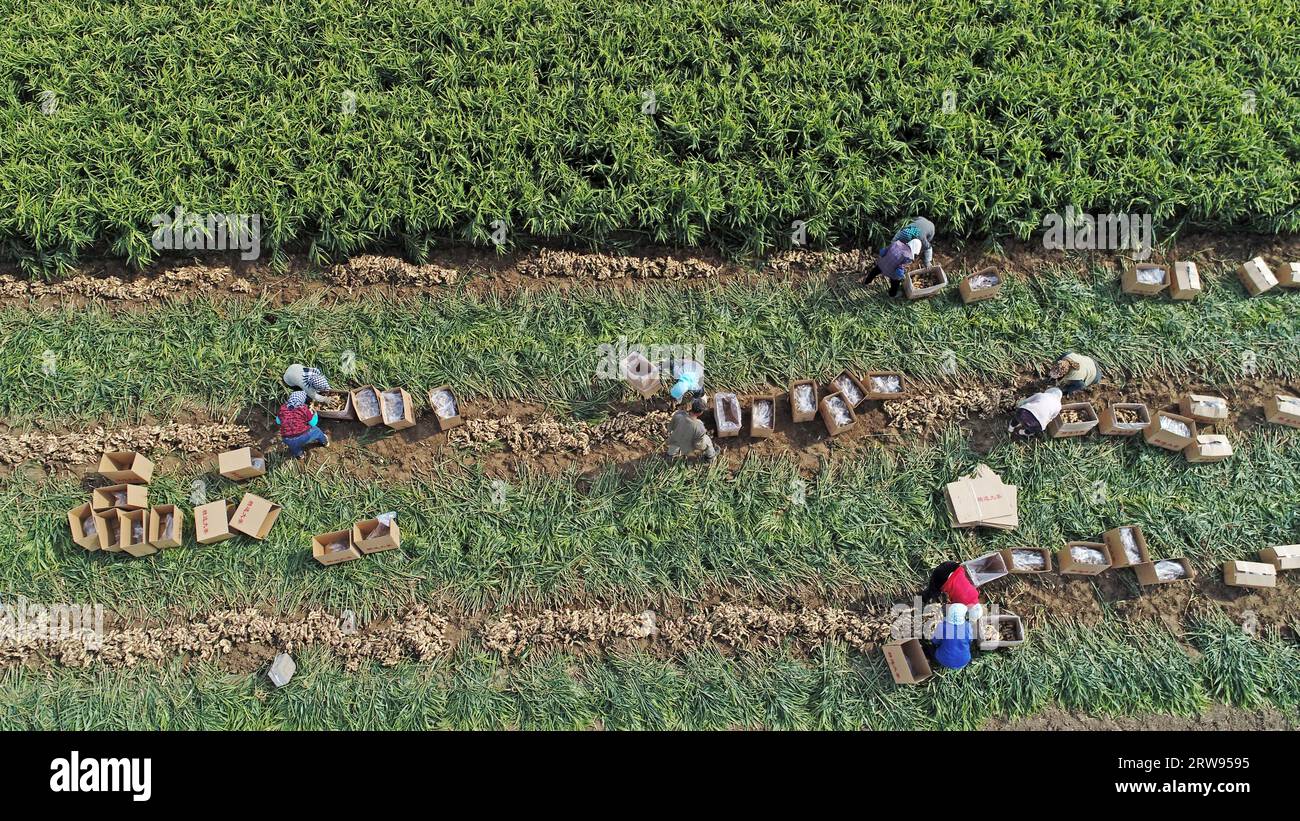Farmers harvest ginger on farms in North China Stock Photo - Alamy