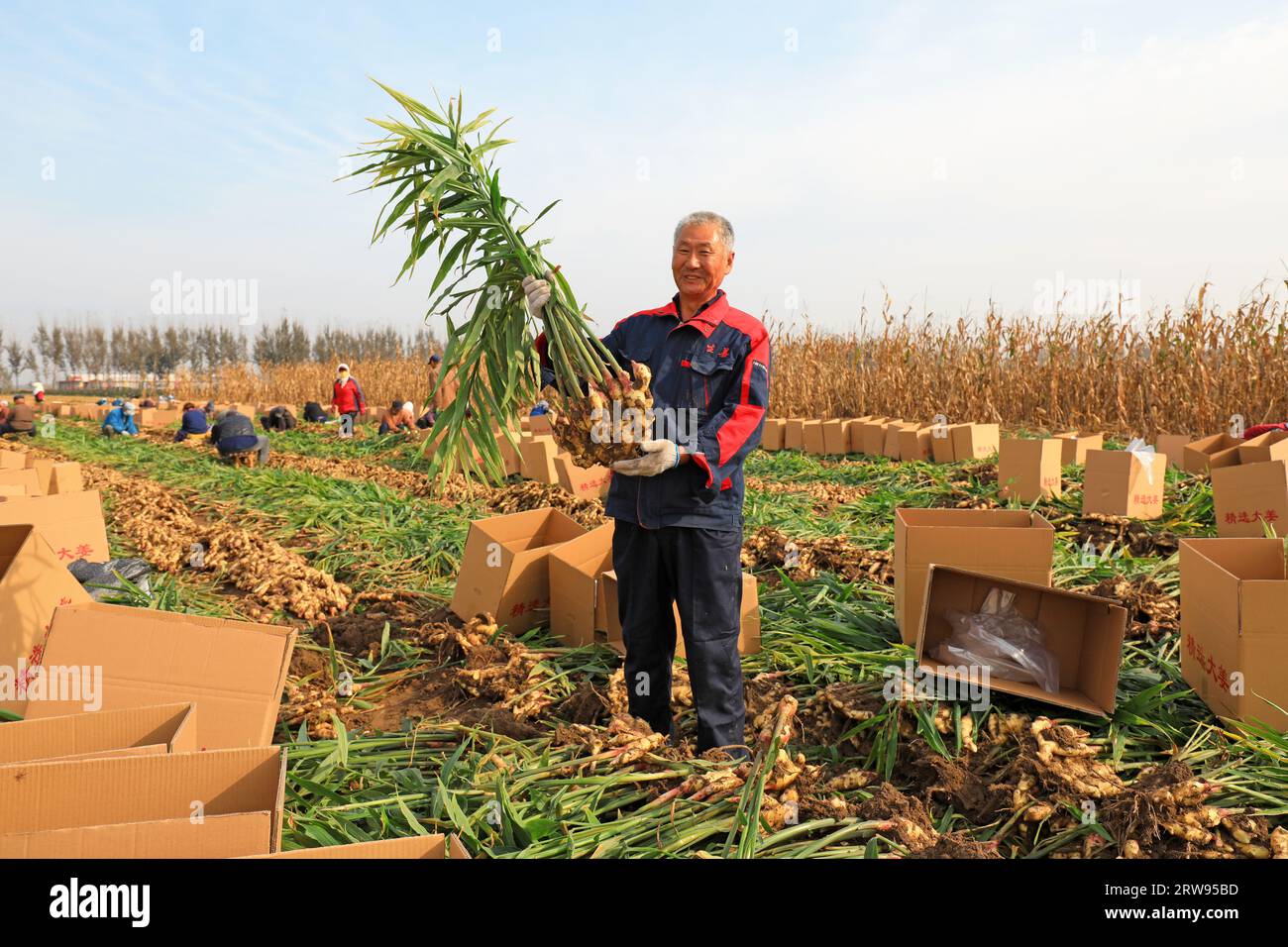 Ginger plant october hi-res stock photography and images - Alamy