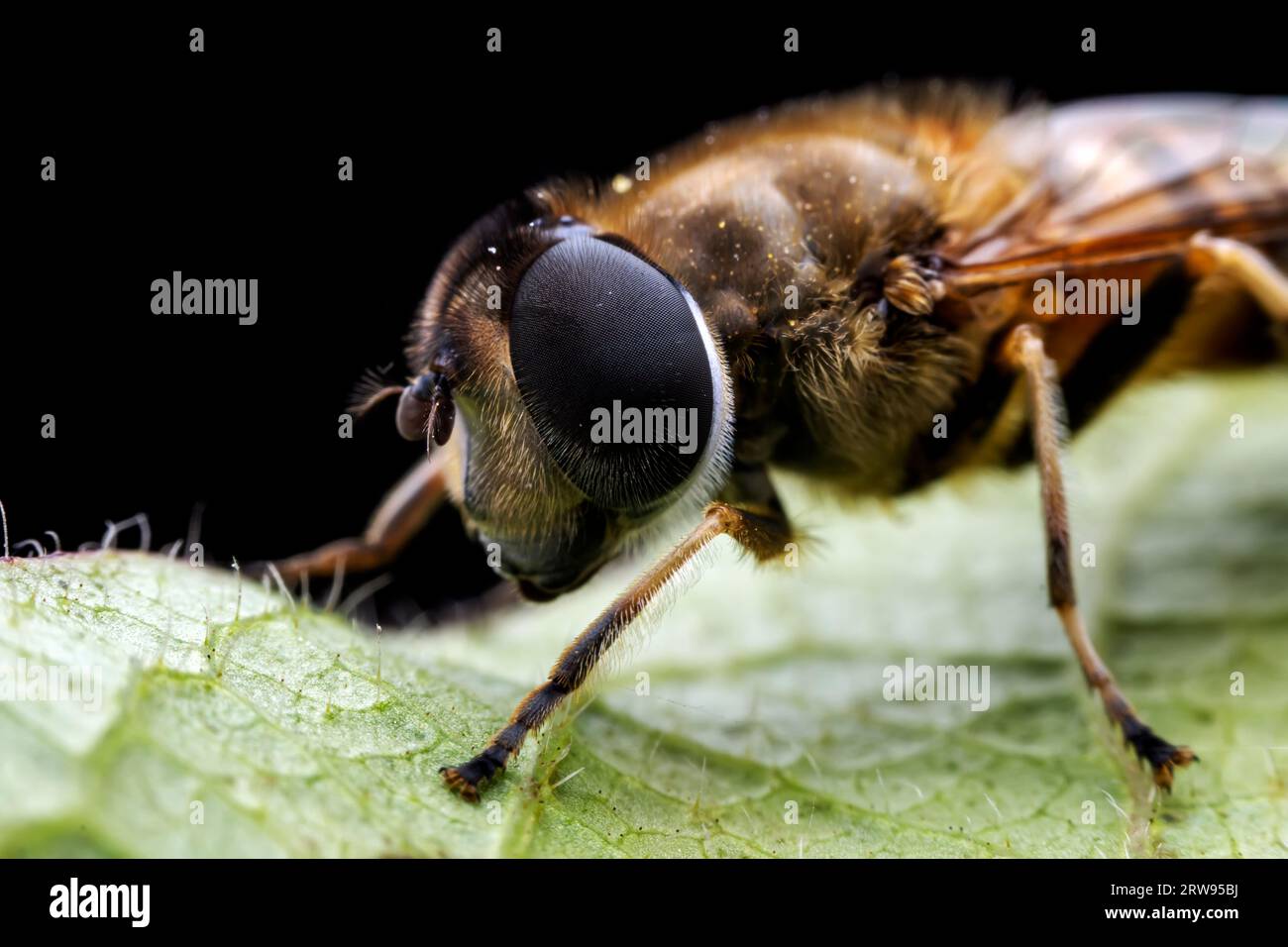 Eating flies hi-res stock photography and images - Alamy