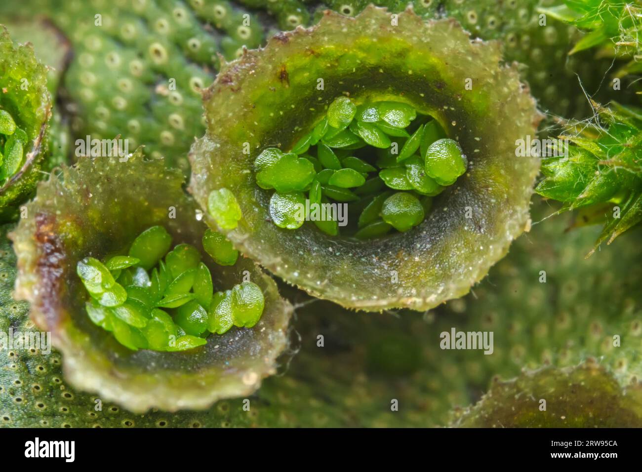 Bryophyte ecology hi-res stock photography and images - Alamy
