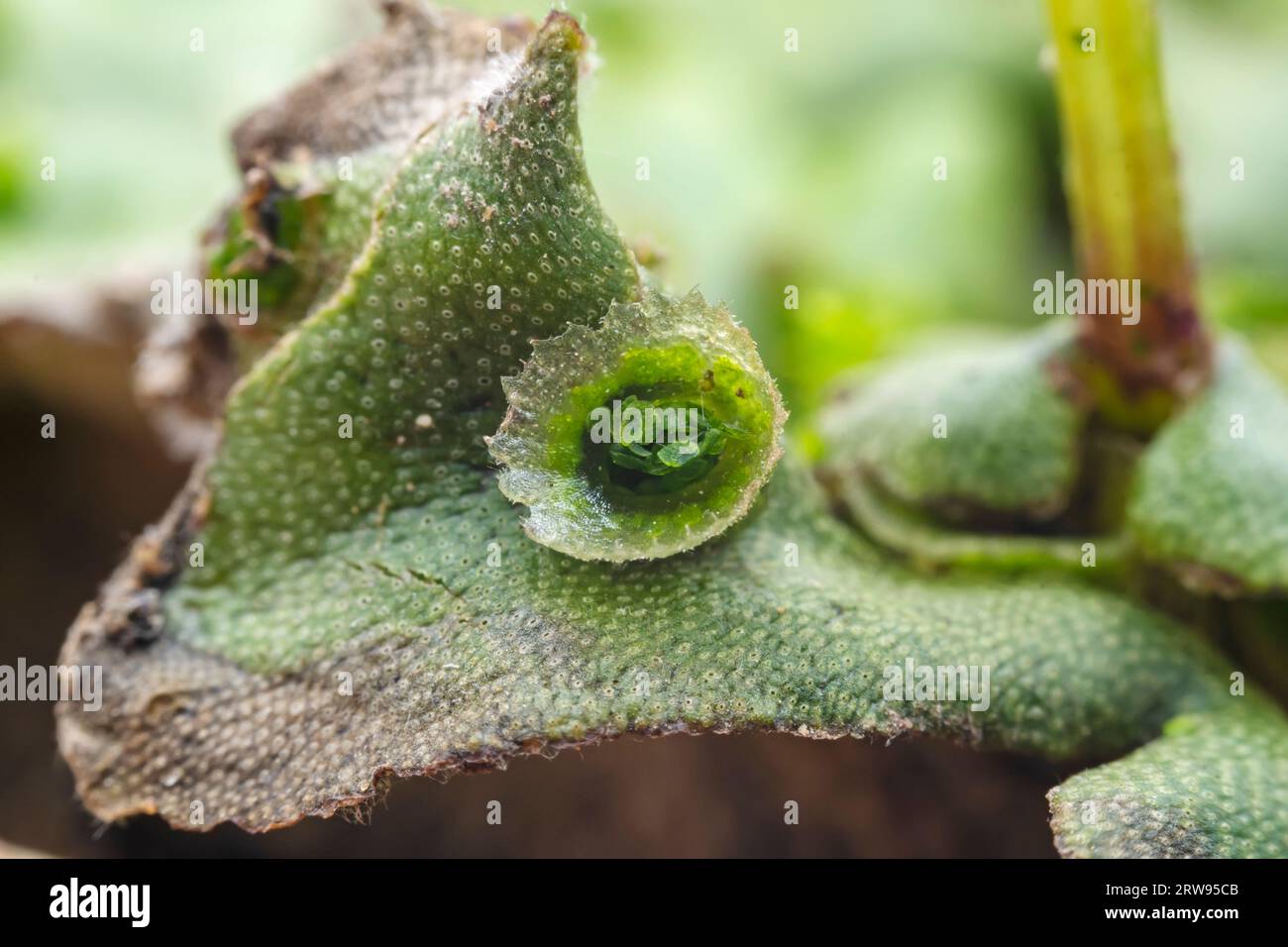 Cell bud cup of bryophyte liverwort Stock Photo - Alamy