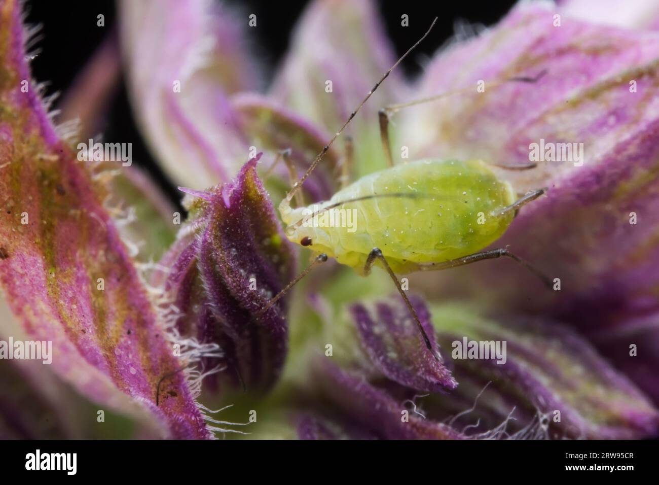 Aphids in the wild, North China Stock Photo - Alamy