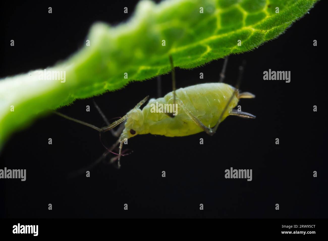Entomology interest hi-res stock photography and images - Alamy