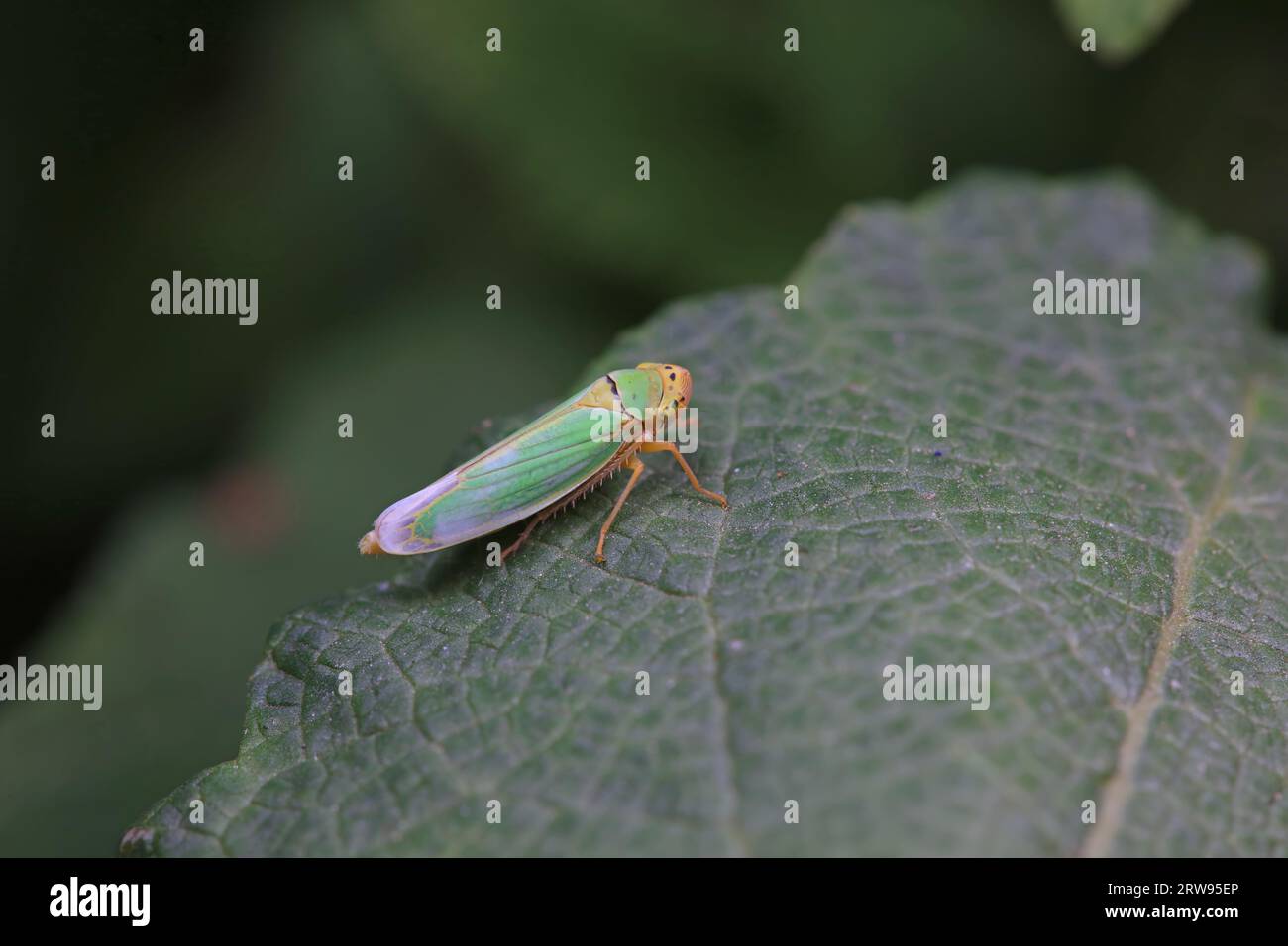 Leaf cicada on wild plants, North China Stock Photo - Alamy
