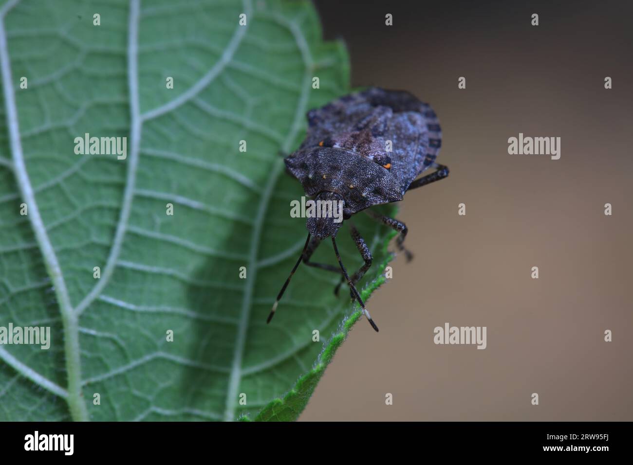 Stink bug on plants, North China Stock Photo - Alamy