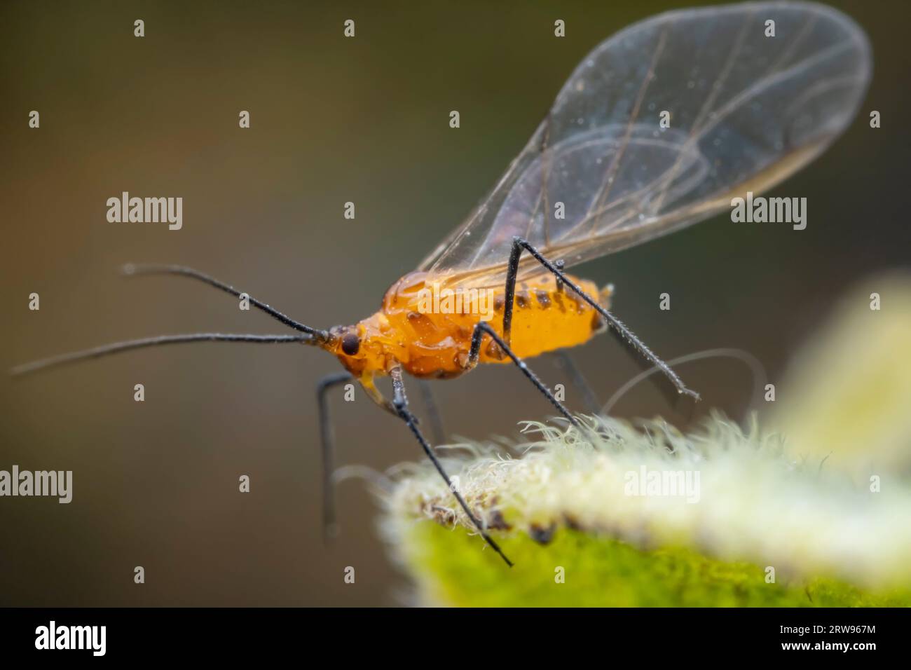 Entomology interest hi-res stock photography and images - Alamy