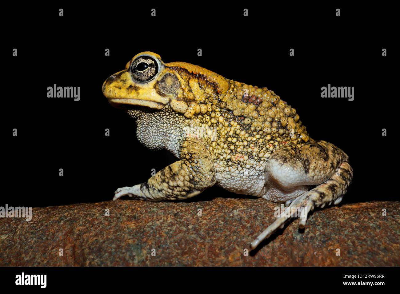 Close-up of an olive toad (Amietophrynus garmani), South Africa Stock Photo - Alamy