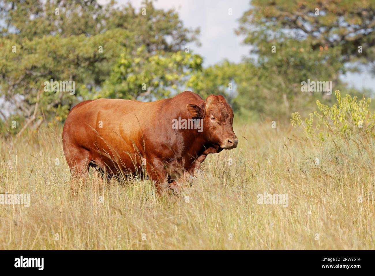A free-range bull in native grassland on a rural farm, South Africa ...
