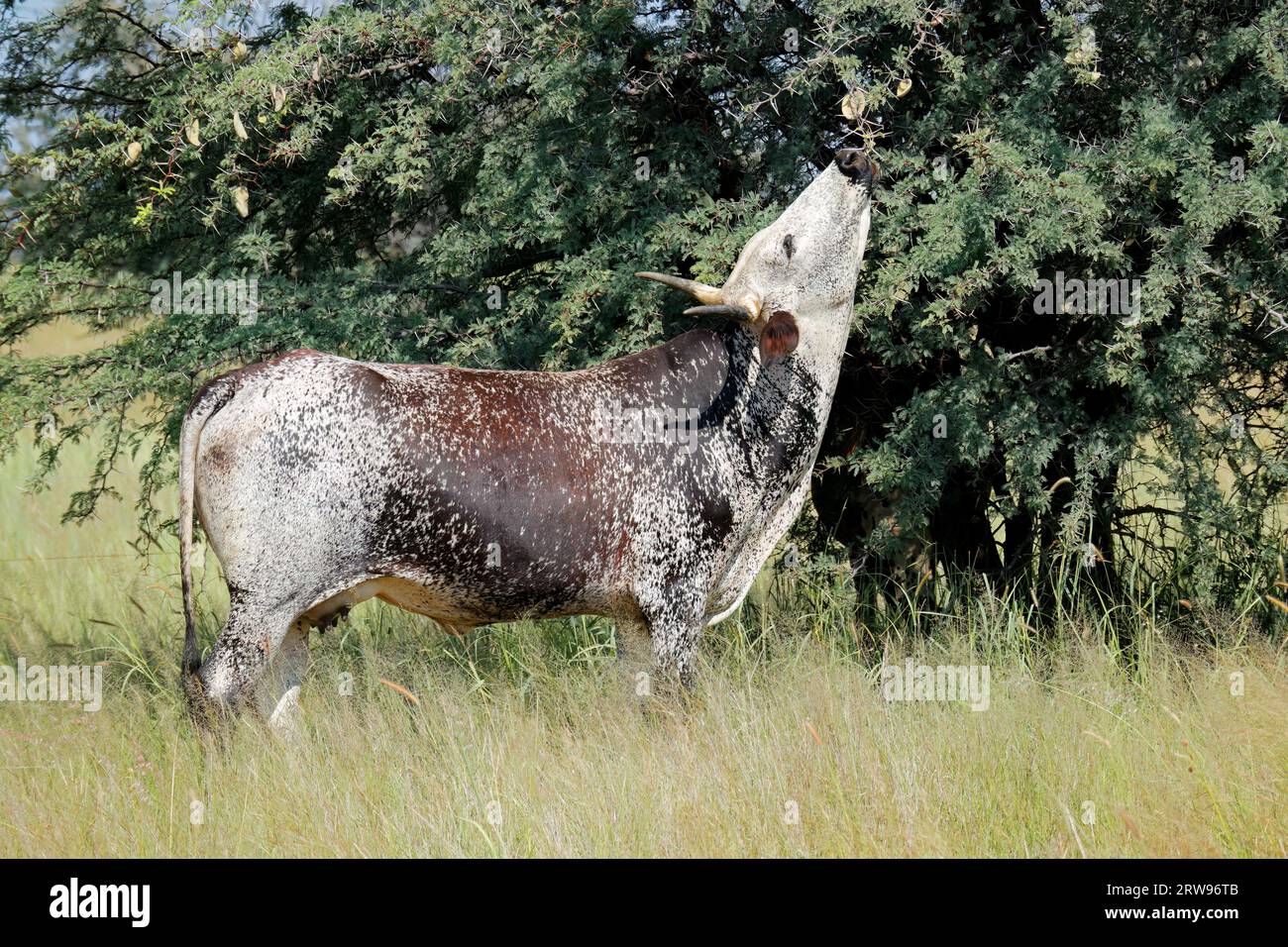 Browsing animal hi-res stock photography and images - Alamy