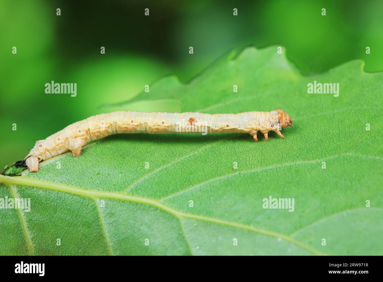 Lepidoptera larva inchworm in the wild, North China Stock Photo - Alamy
