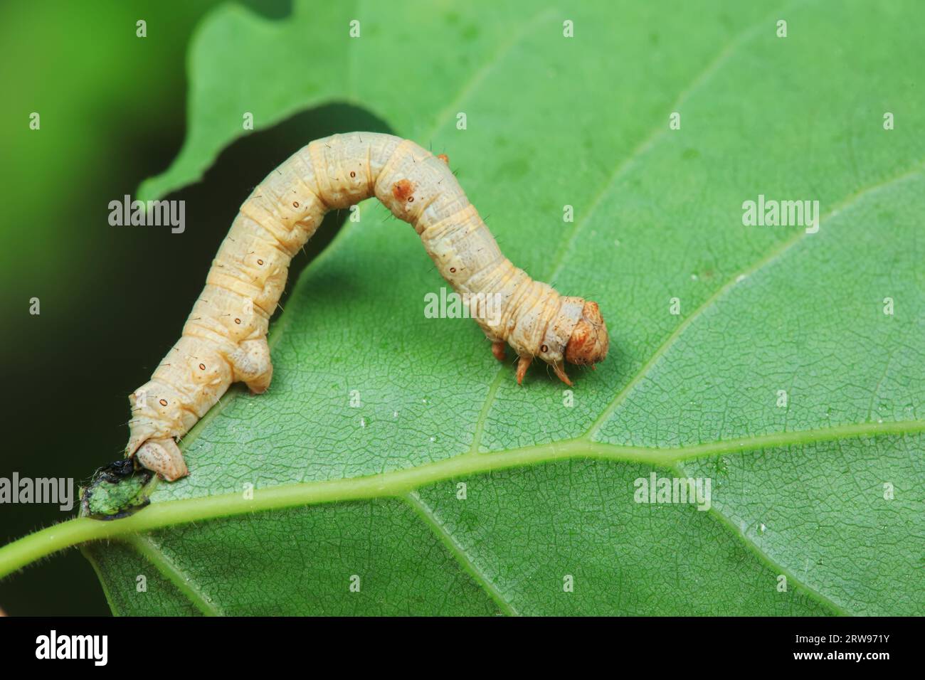 Lepidoptera larva inchworm in the wild, North China Stock Photo - Alamy