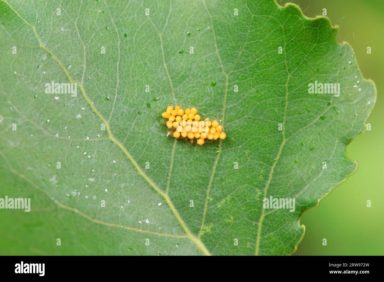 Insect eggs on wild plants, North China Stock Photo - Alamy
