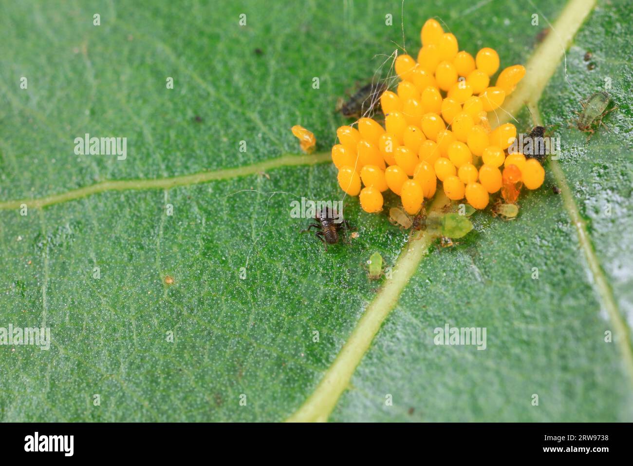 Insect eggs on wild plants, North China Stock Photo - Alamy