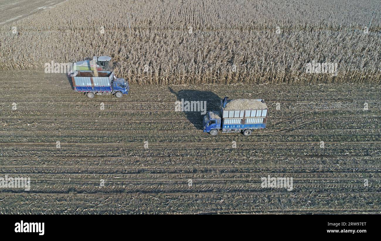 Corn harvesting with agriculture vehicles hi-res stock photography and ...