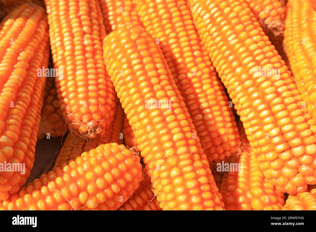 Corn piled up hi-res stock photography and images - Alamy