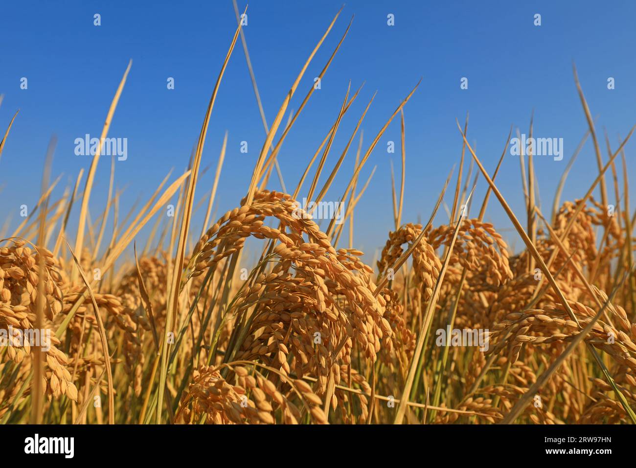 Panicle rice plant hi-res stock photography and images - Alamy