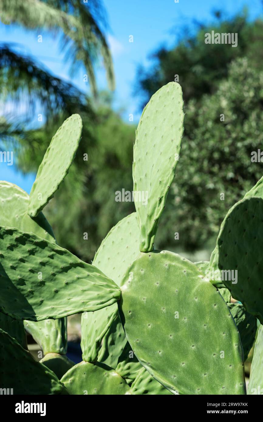 Tropical green cactus in Calabria. Close up cacti plant Stock Photo - Alamy