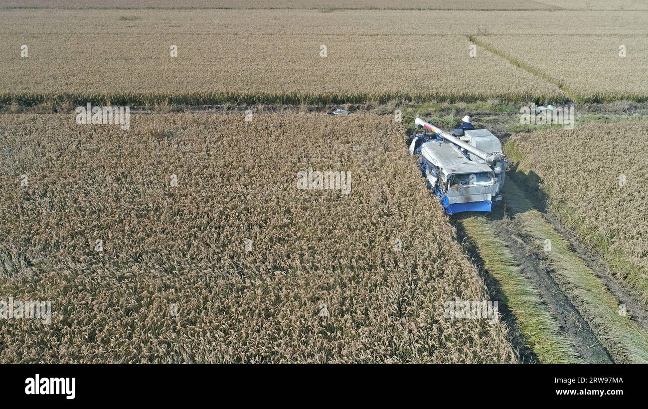 Modern rice harvesting hi-res stock photography and images - Alamy