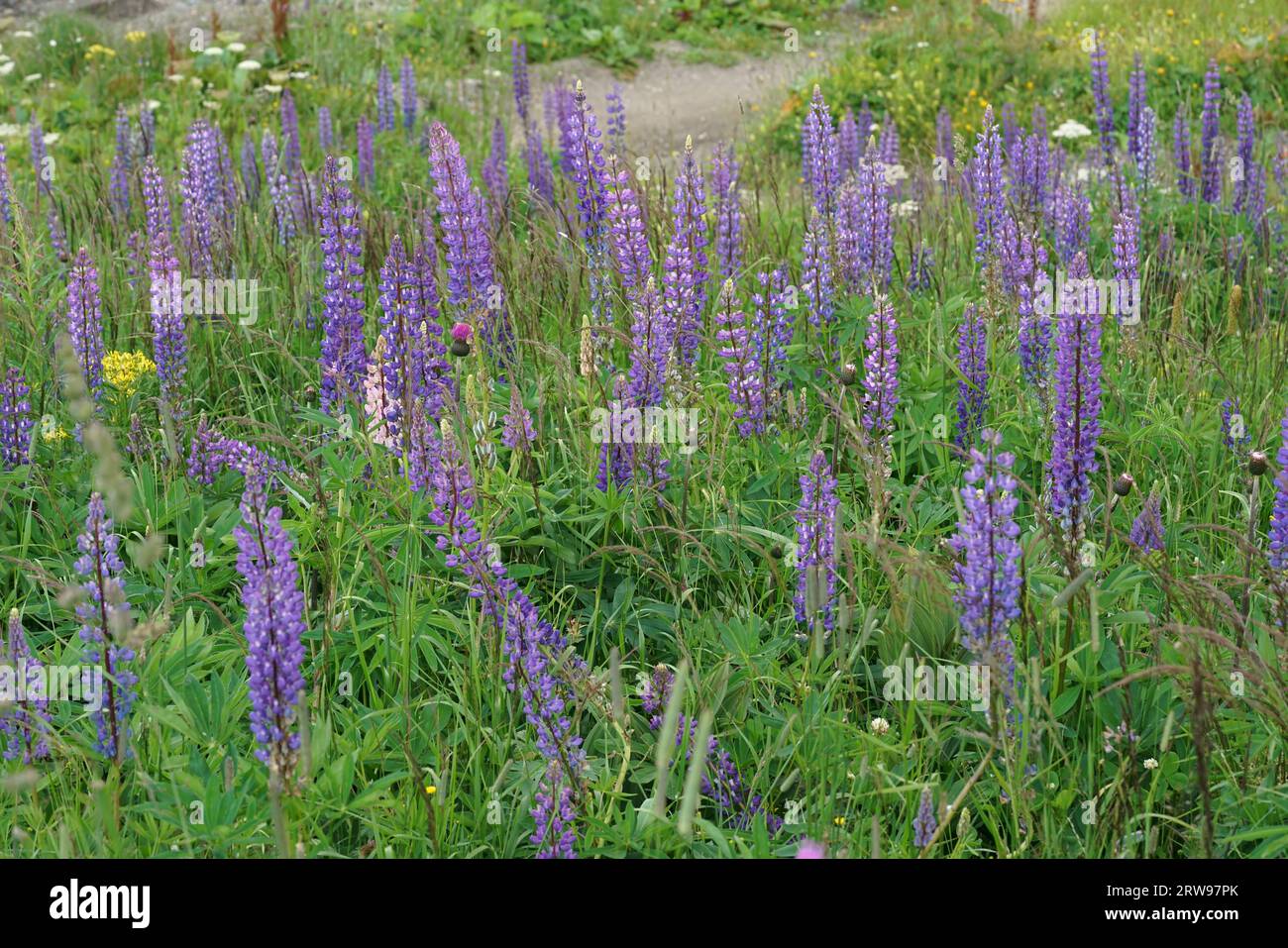 Colorful landscape view on an aggregation of blue flowering large ...