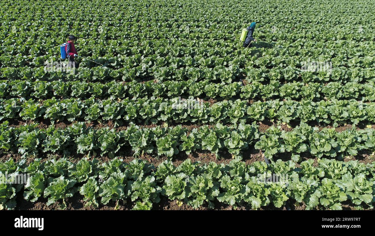 Farmers spray Chinese cabbage on the farm, North China Stock Photo - Alamy