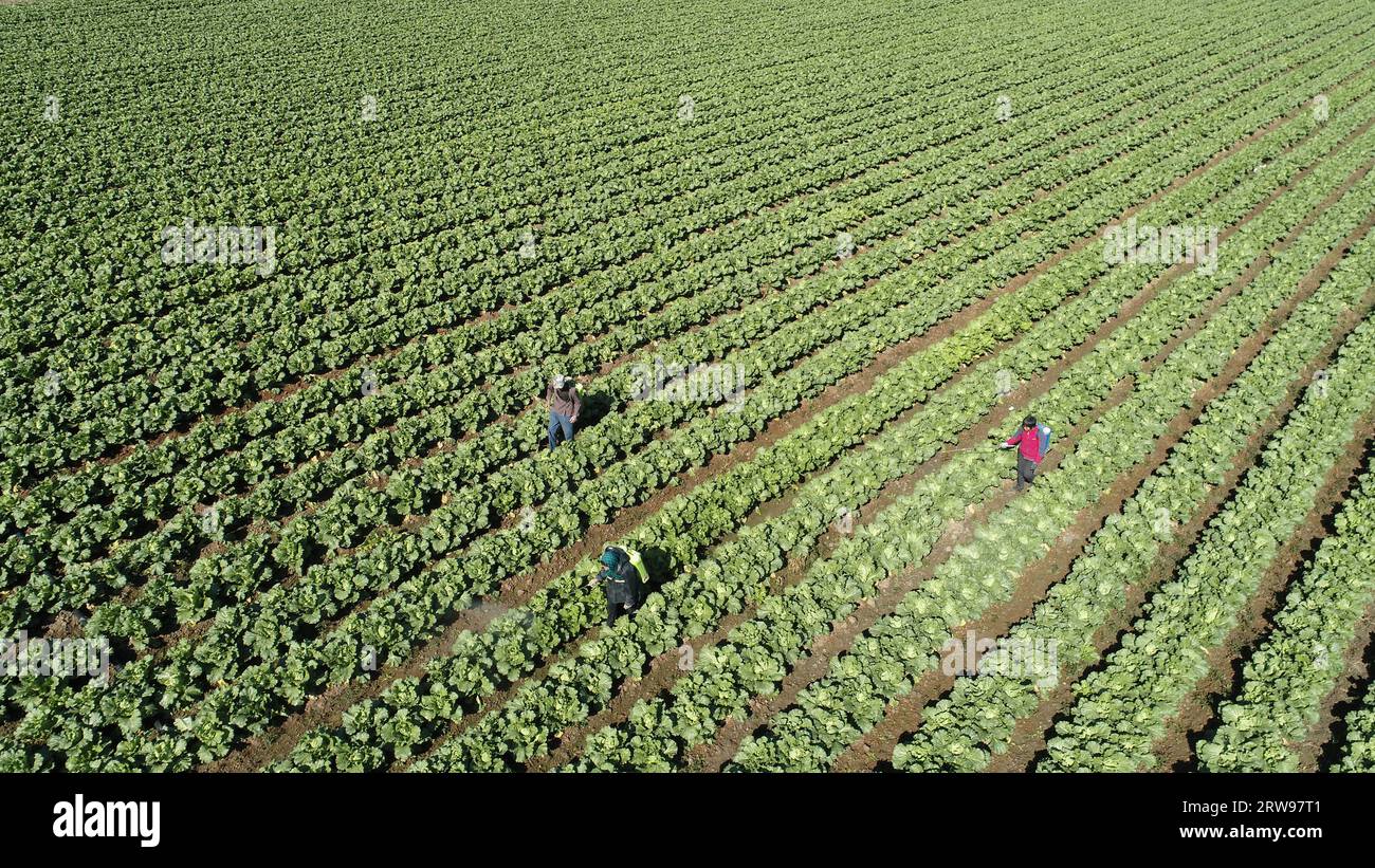Chinese cabbage planting on hi-res stock photography and images - Alamy