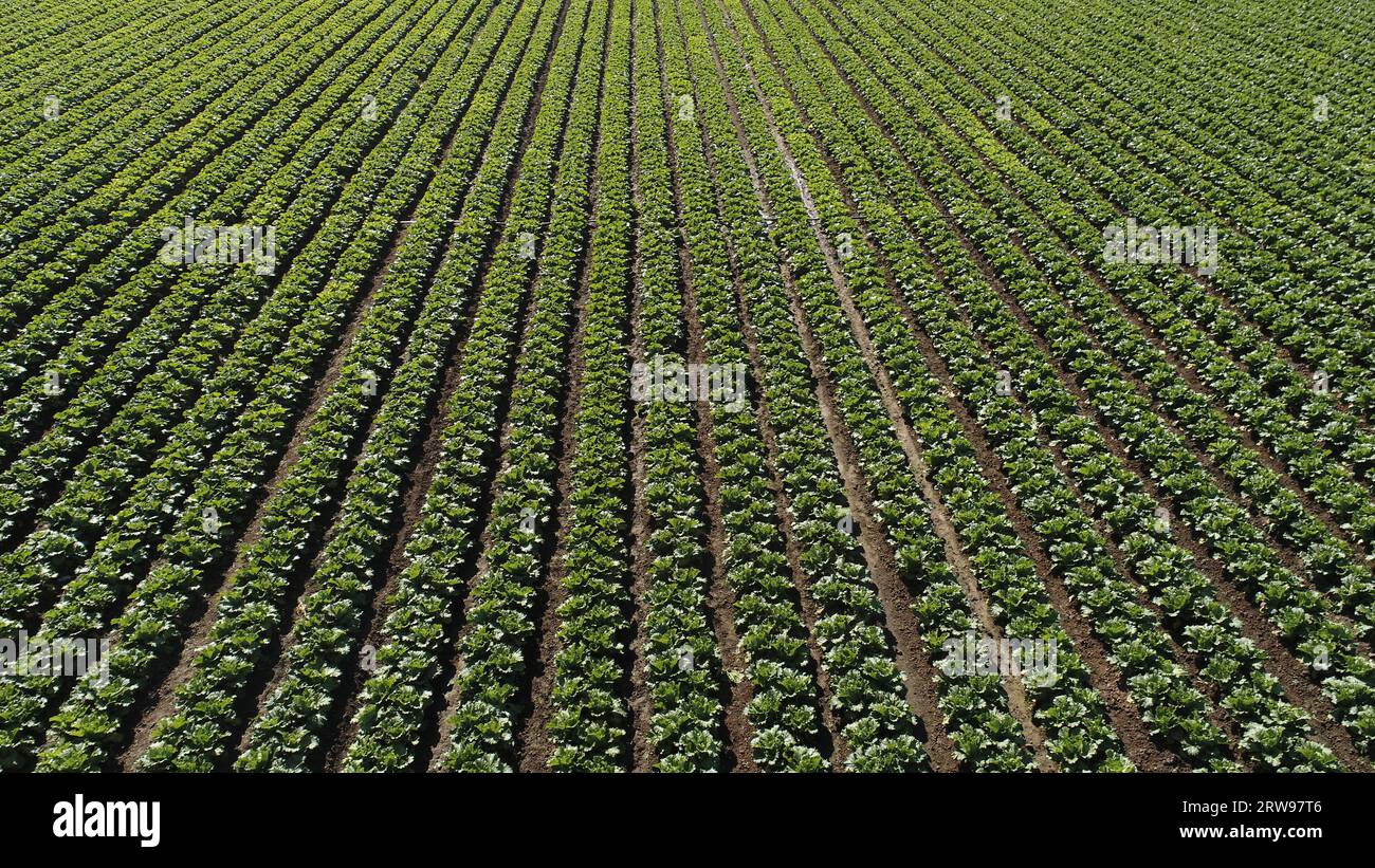Chinese cabbage planting on hi-res stock photography and images - Alamy
