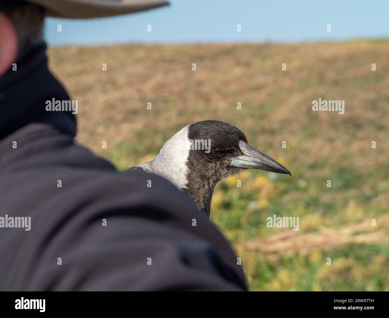 Magpie on the back of a seat looking cheekily over a man wearing a hat ...