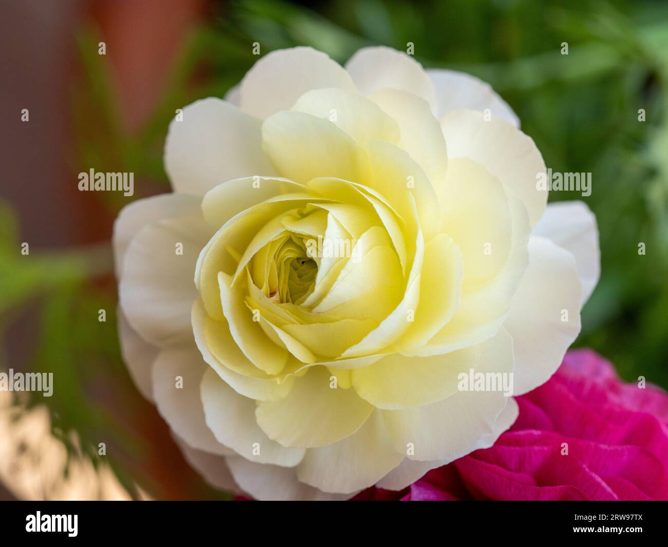 Persian crowsfoot hi-res stock photography and images - Alamy