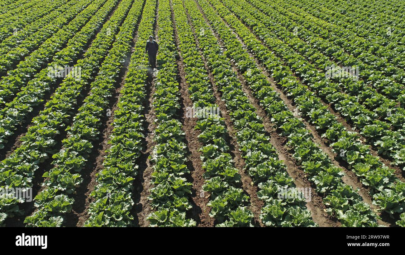 Chinese cabbage planting on hi-res stock photography and images - Alamy