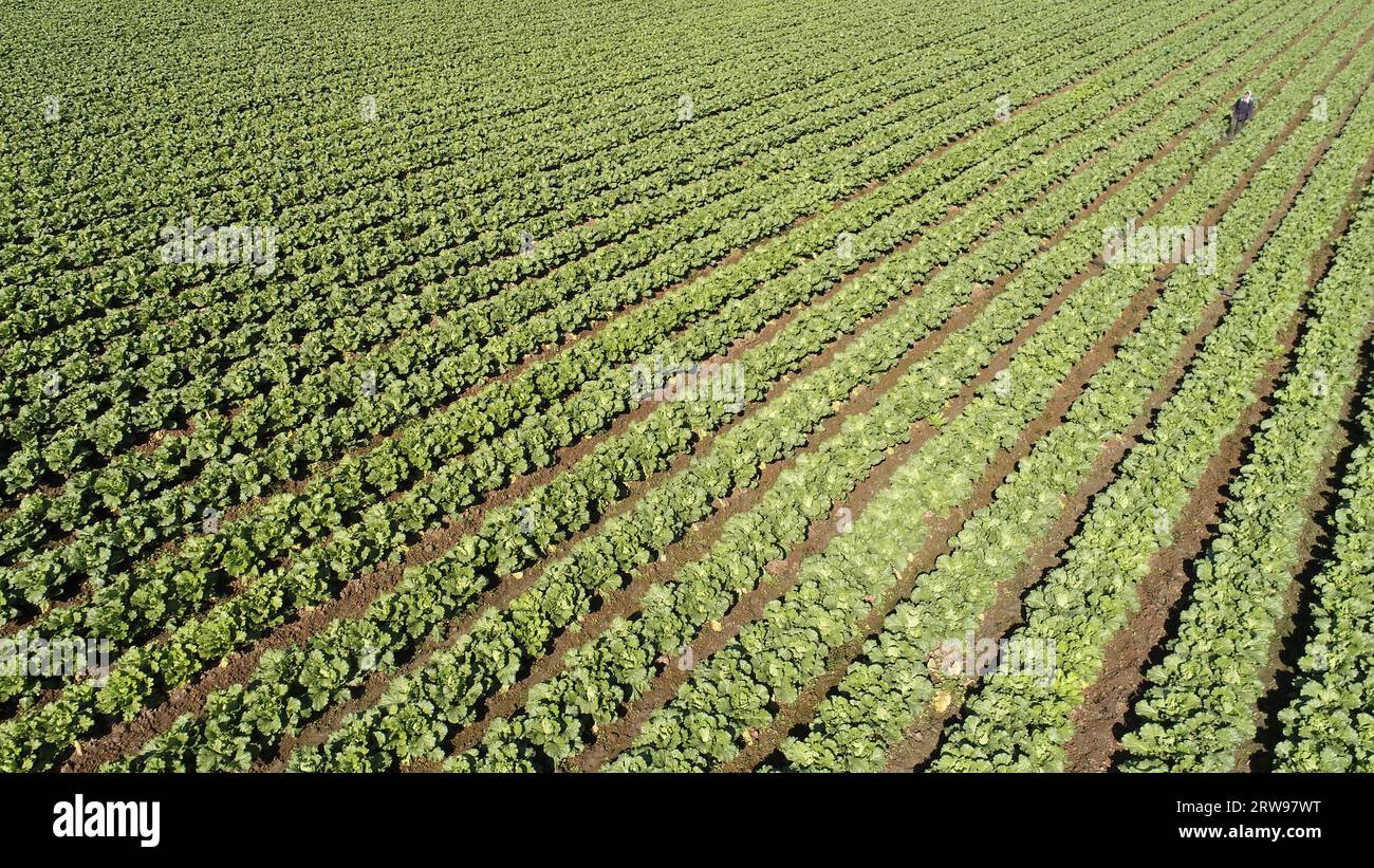 Chinese cabbage planting on hi-res stock photography and images - Alamy
