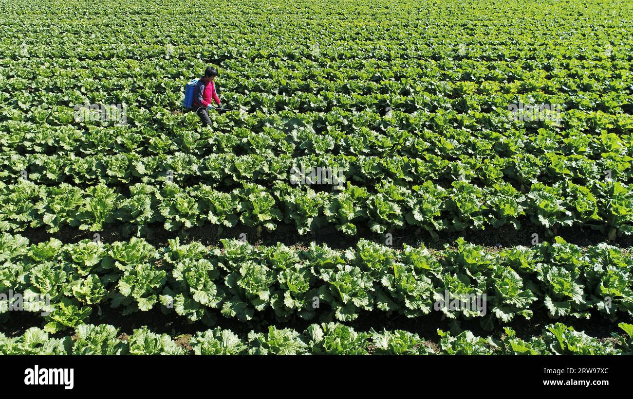 Farmers spray Chinese cabbage on the farm, North China Stock Photo - Alamy