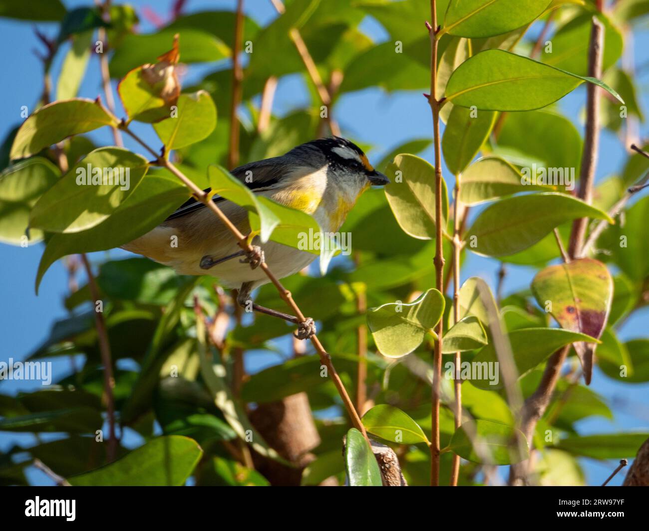 Striated Pardalote, tiny Australian native bird , pretty and noisy with ...
