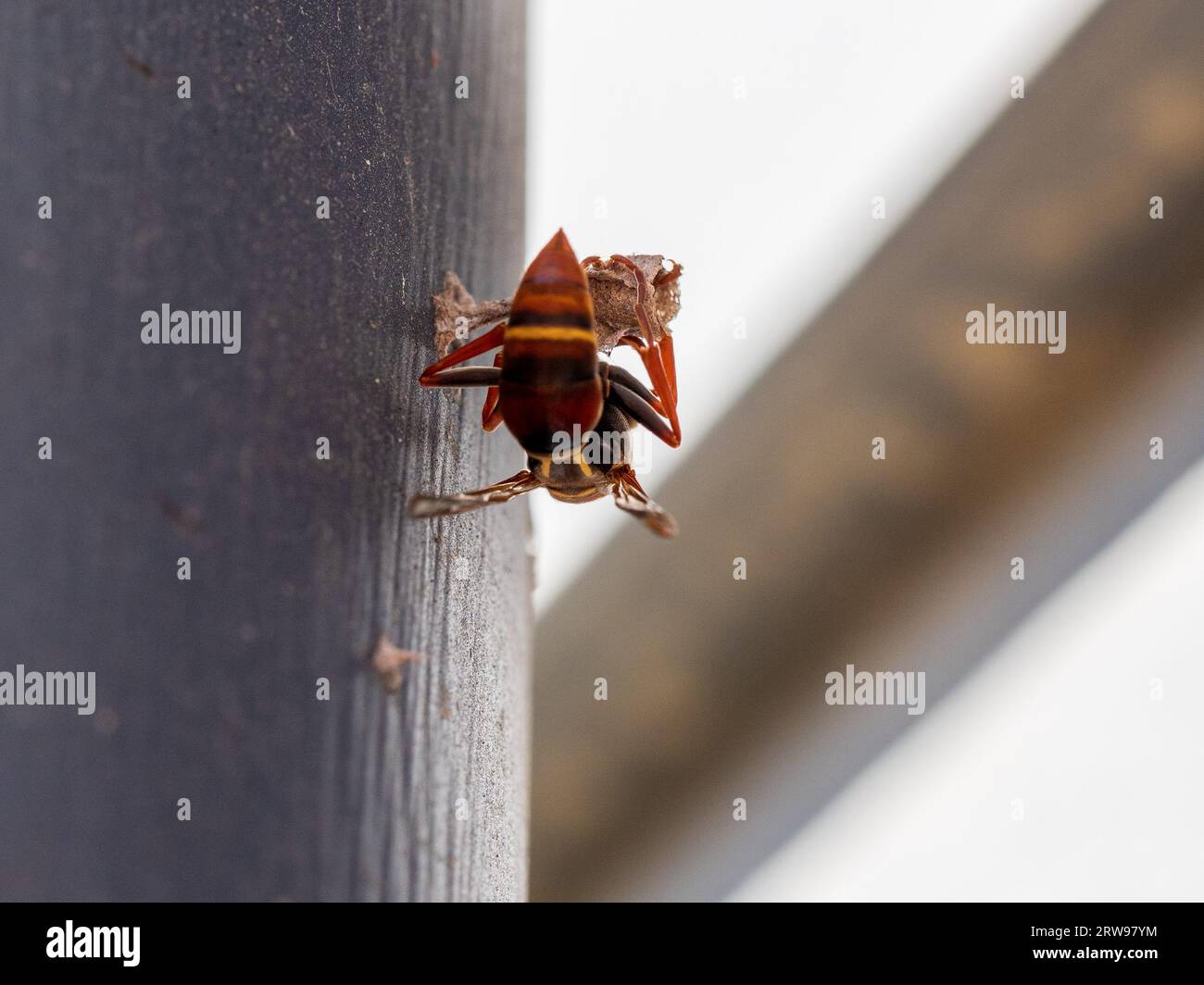 Paper Wasp hard at work on building its nest Stock Photo - Alamy