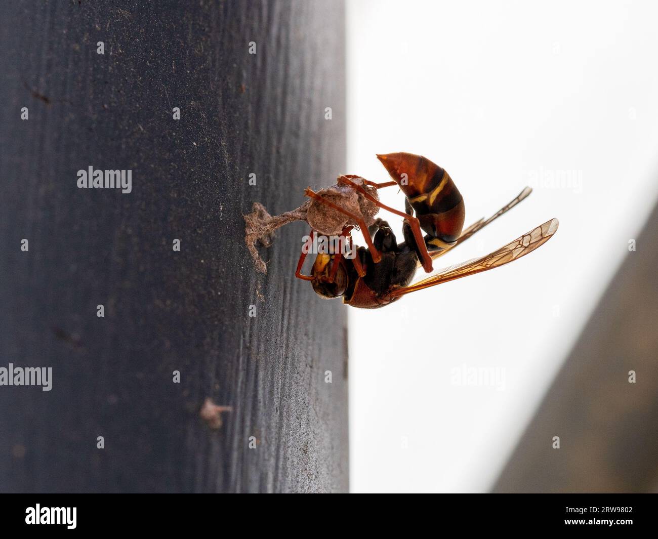 Inverted cone shaped nest hi-res stock photography and images - Alamy