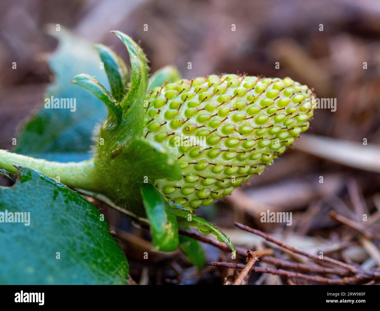 A green strawberry ripening in the garden Stock Photo - Alamy