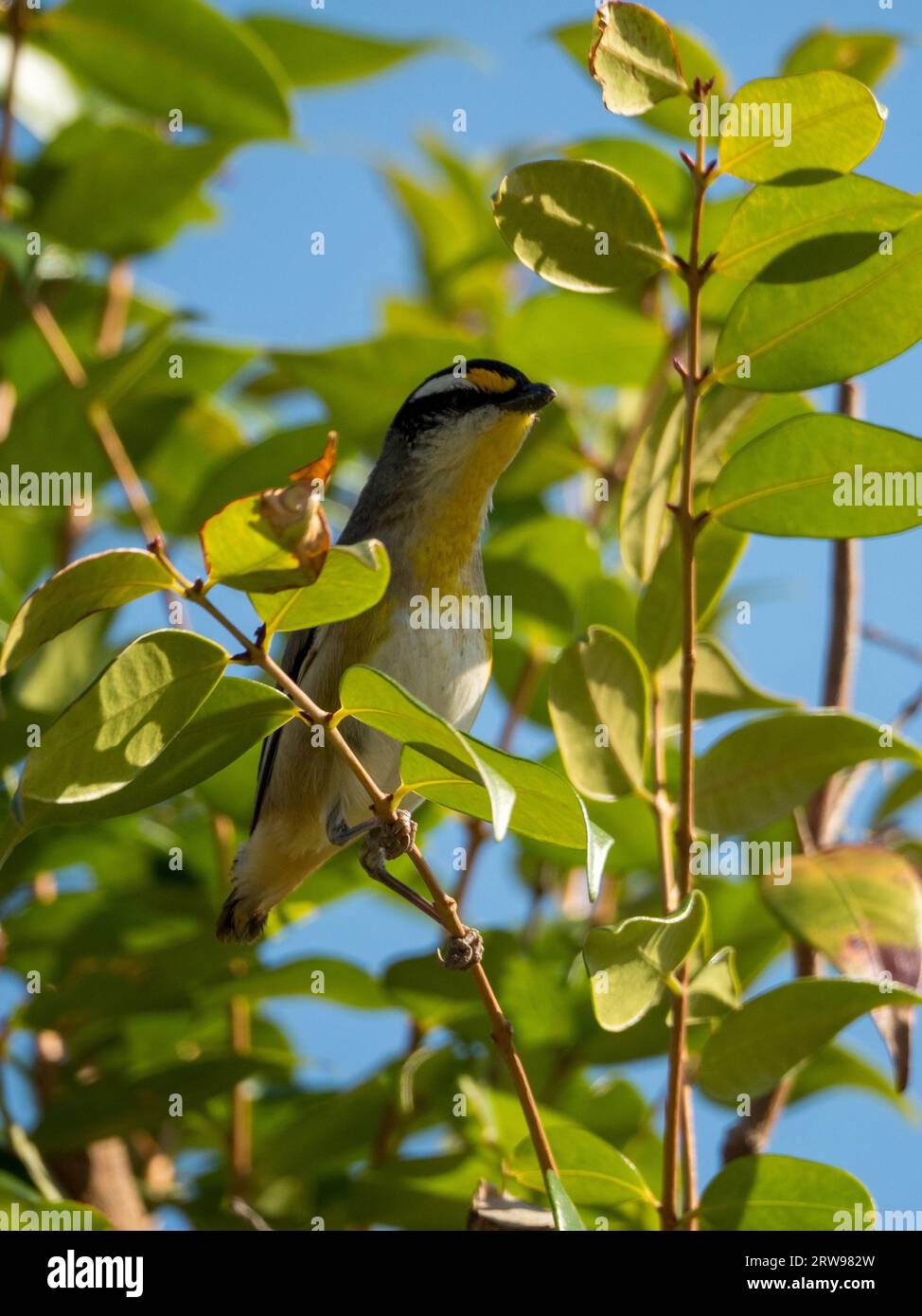 Striated Pardalote Bird perched in a leafy green Lilly Pilly Tree, blue ...