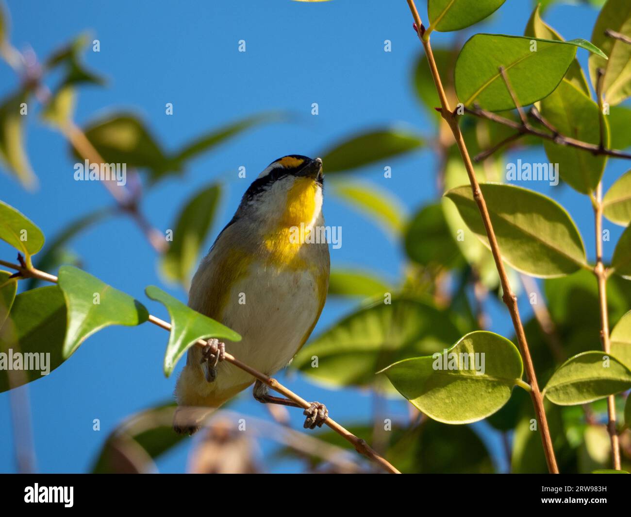 Striated Pardalote Bird perched in a leafy green Lilly Pilly Tree, blue ...