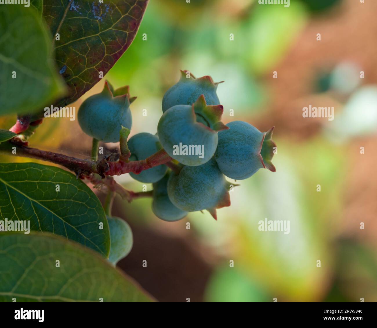 Blueberries growing in an Australian coastal garden Stock Photo - Alamy