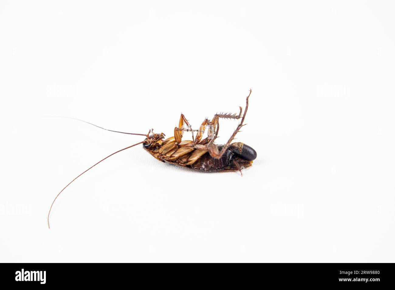 Dead cockroach with eggs still attached isolated on white background ...