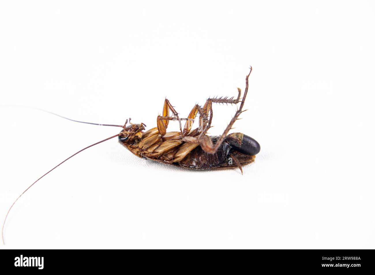 Dead cockroach with eggs still attached isolated on white background ...