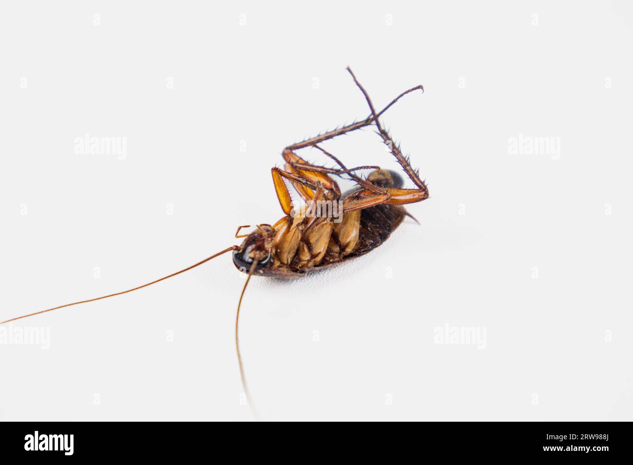 Dead cockroach with eggs still attached isolated on white background ...