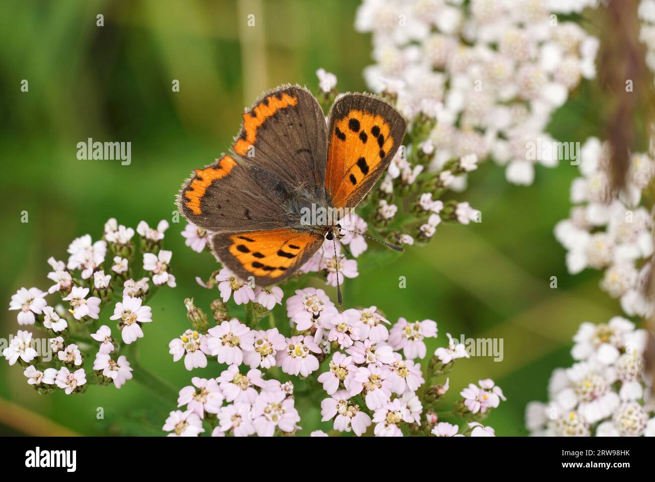 Achillea millefolium orange hi-res stock photography and images - Alamy